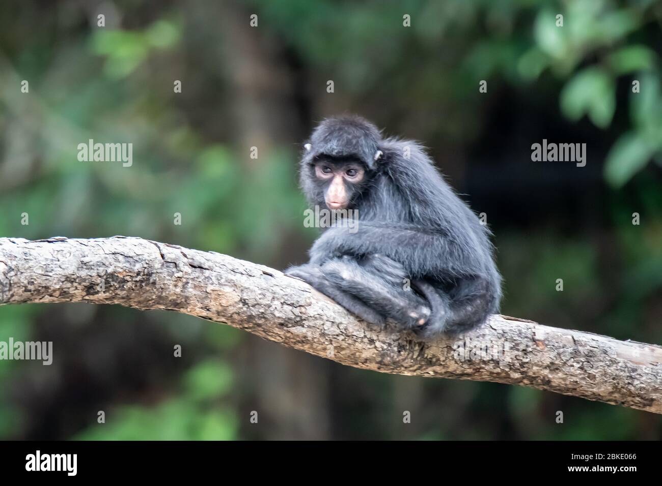 Amazonas regenwaldperu primataffe spinne -Fotos und -Bildmaterial in ...