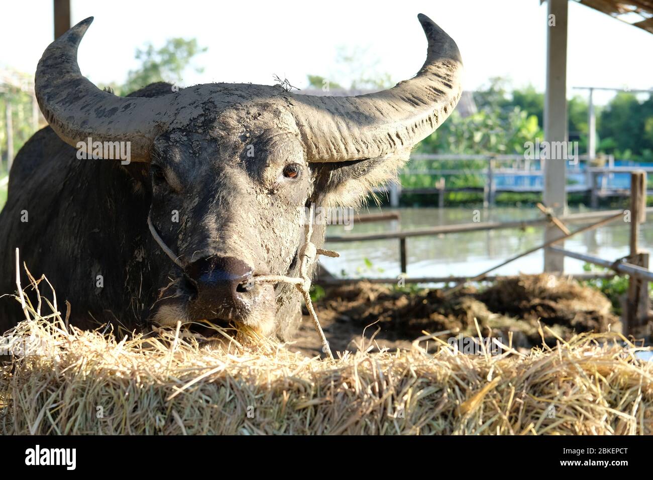 Nahaufnahme der Büffelwand, die ein Seil durch die Nase des Büffels ...