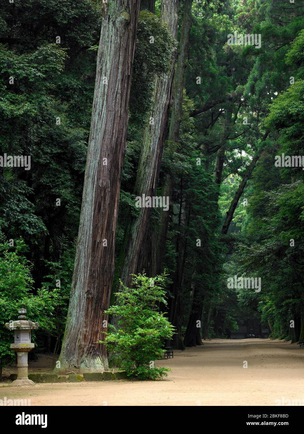 Kashima jingu alte zeder waldspaziergang -Fotos und -Bildmaterial in ...