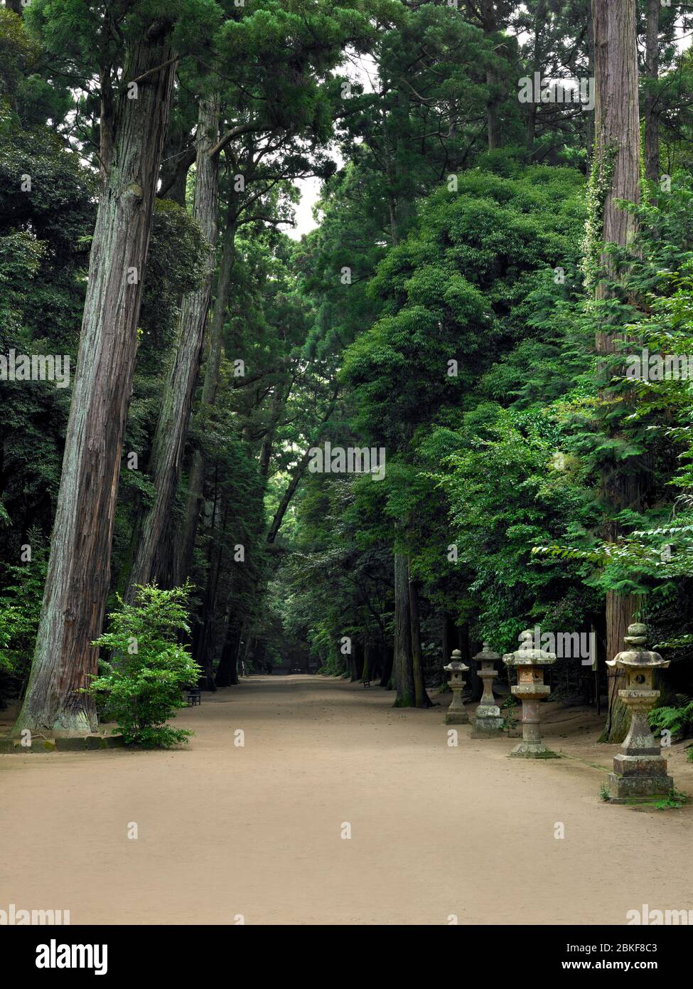 Kashima jingu alte zeder waldspaziergang -Fotos und -Bildmaterial in ...
