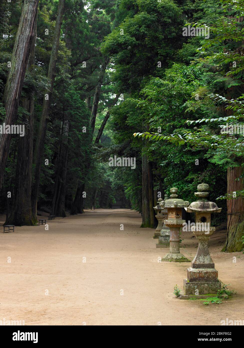 Kashima jingu alte zeder waldspaziergang -Fotos und -Bildmaterial in ...