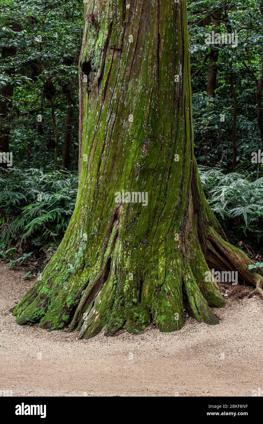 Kashima jingu alte zeder waldspaziergang -Fotos und -Bildmaterial in ...