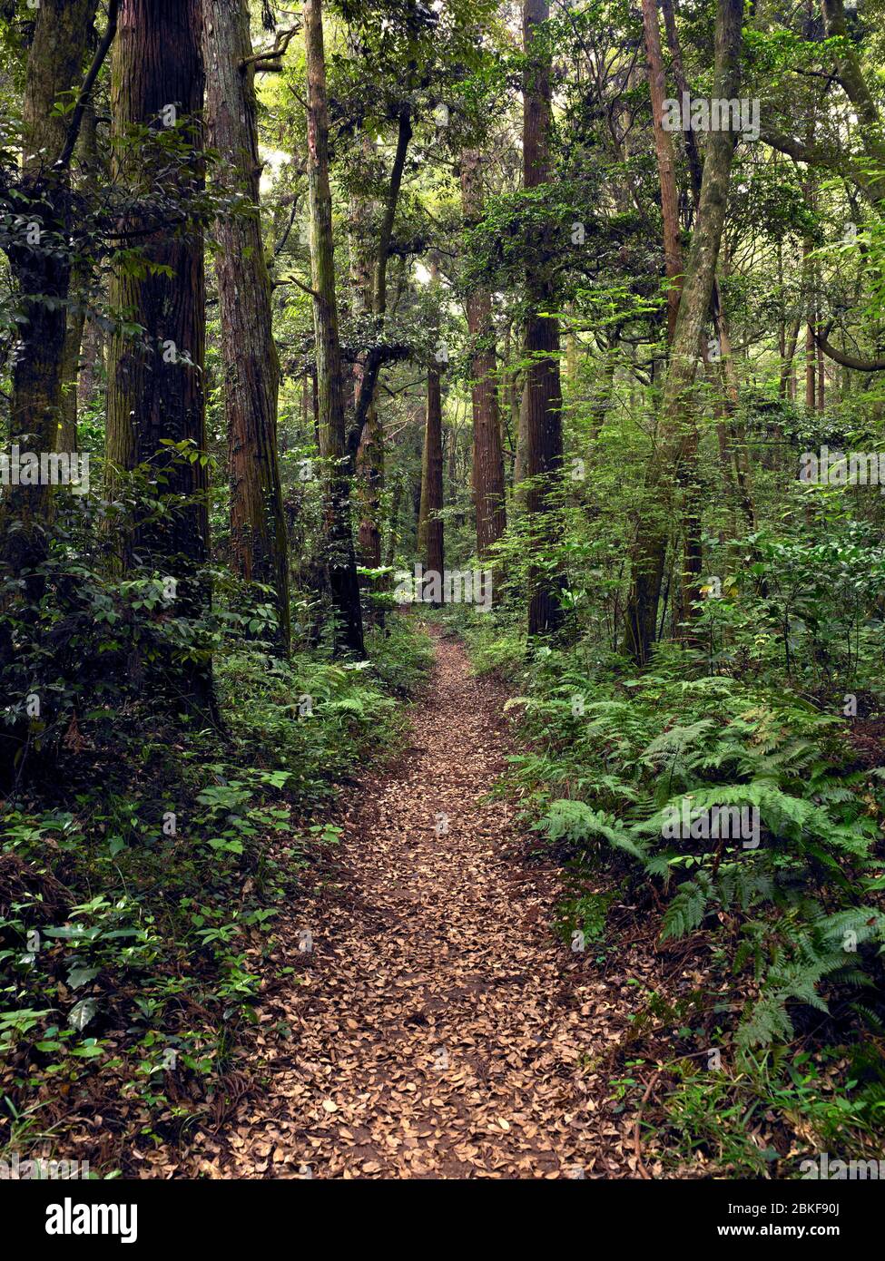 Kashima jingu alte zeder waldspaziergang -Fotos und -Bildmaterial in ...