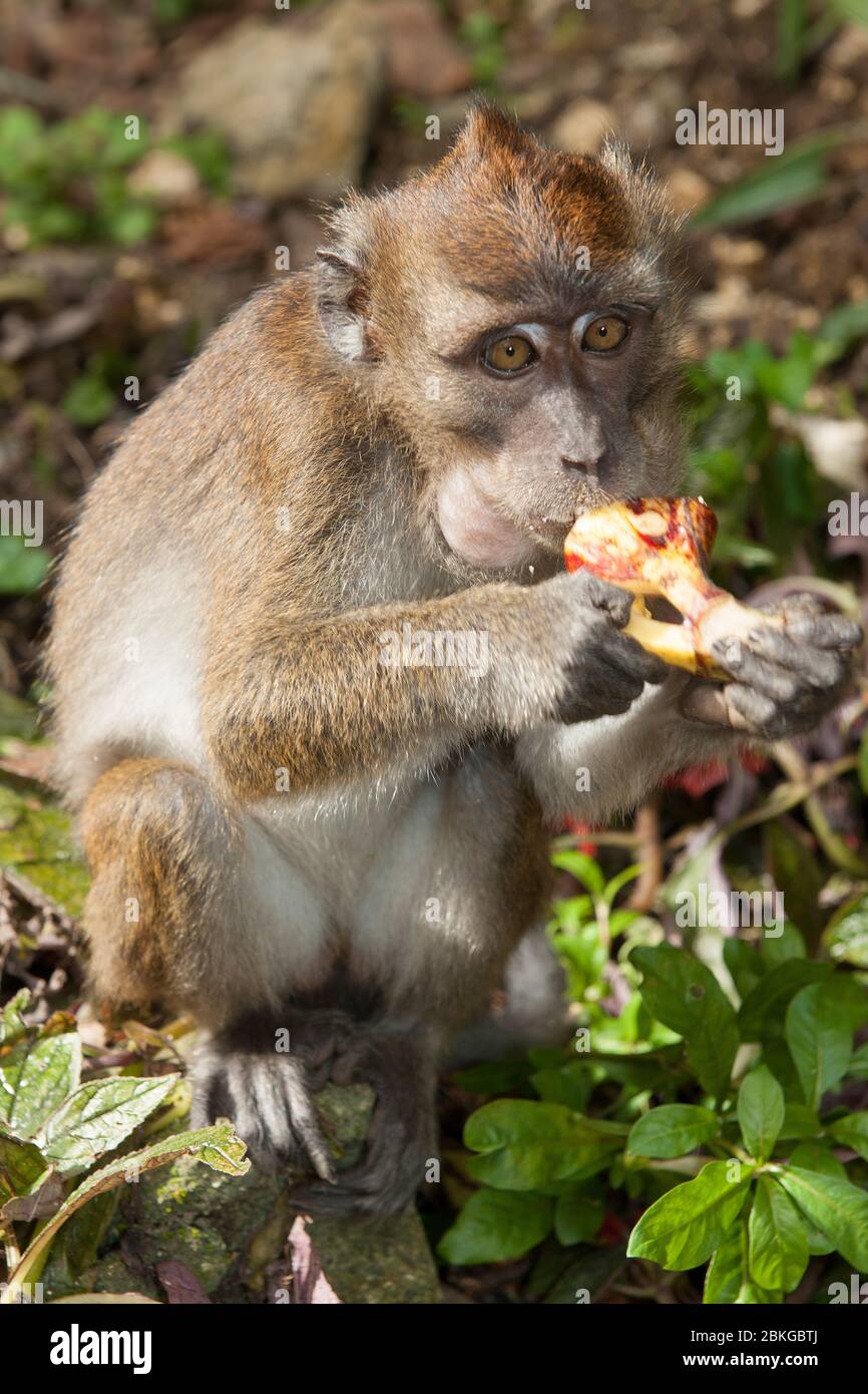 Macaca fascicularis philippensis -Fotos und -Bildmaterial in hoher ...