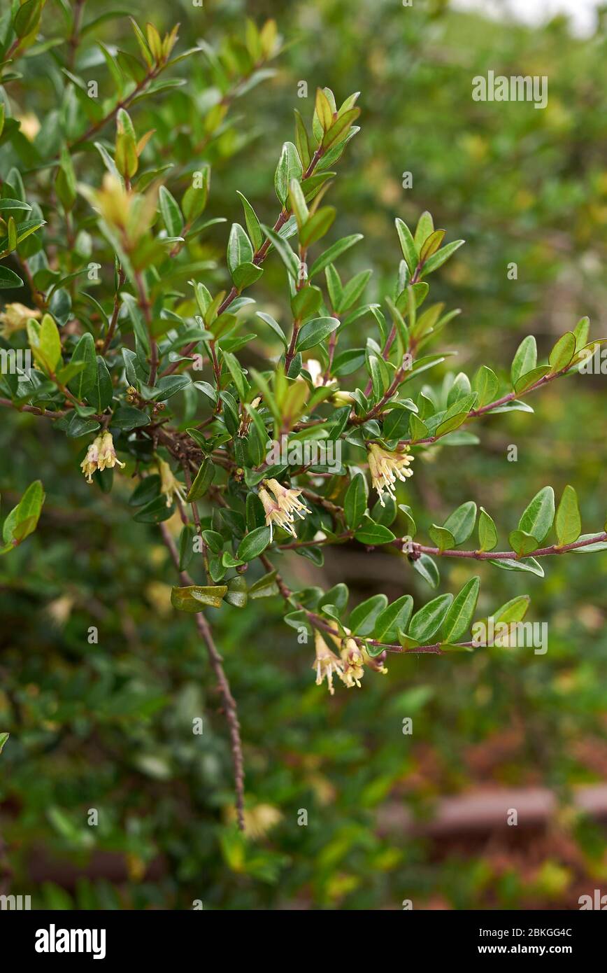 Box honeysuckle -Fotos und -Bildmaterial in hoher Auflösung – Alamy