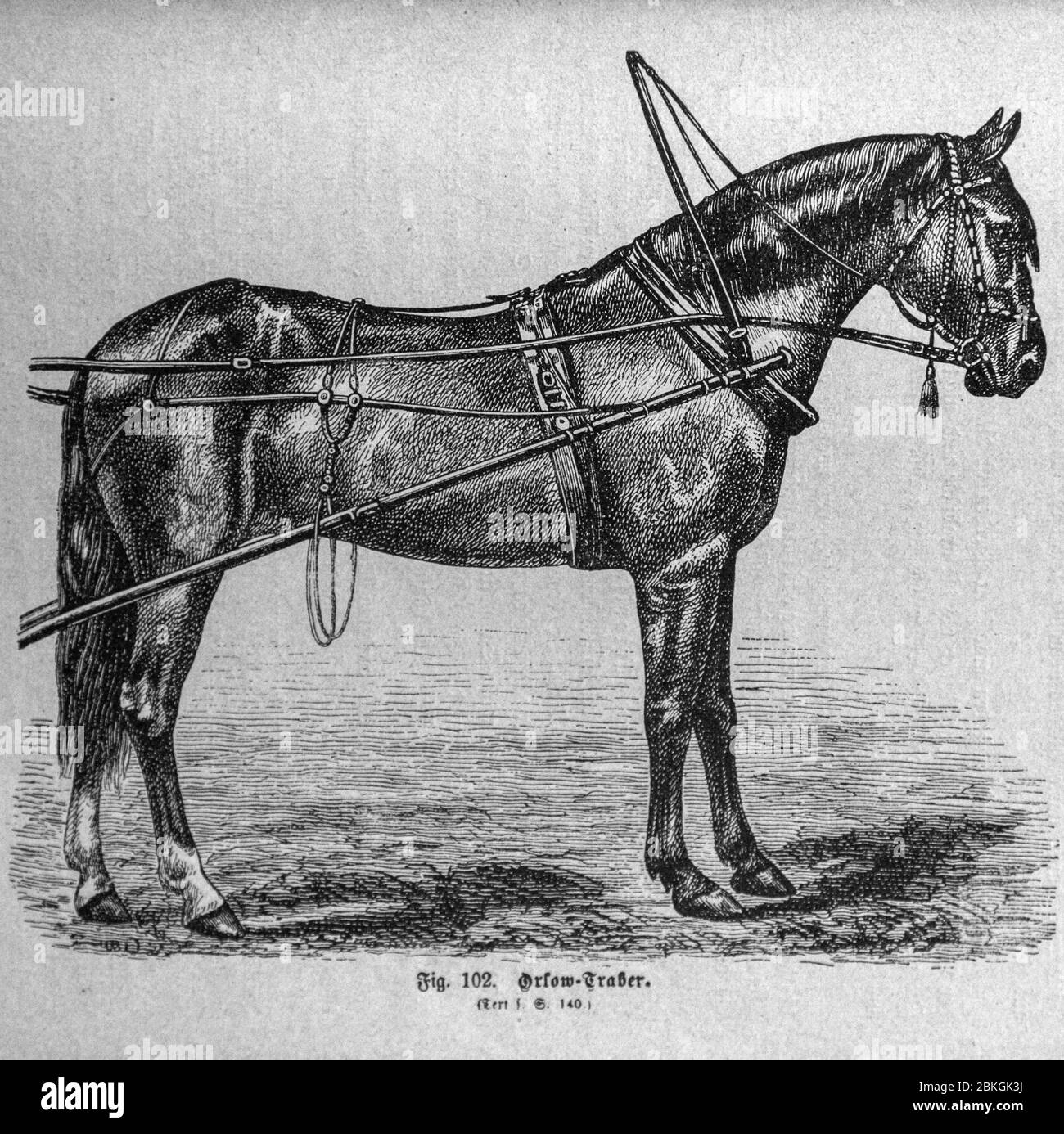 Orlow trotter -Fotos und -Bildmaterial in hoher Auflösung – Alamy