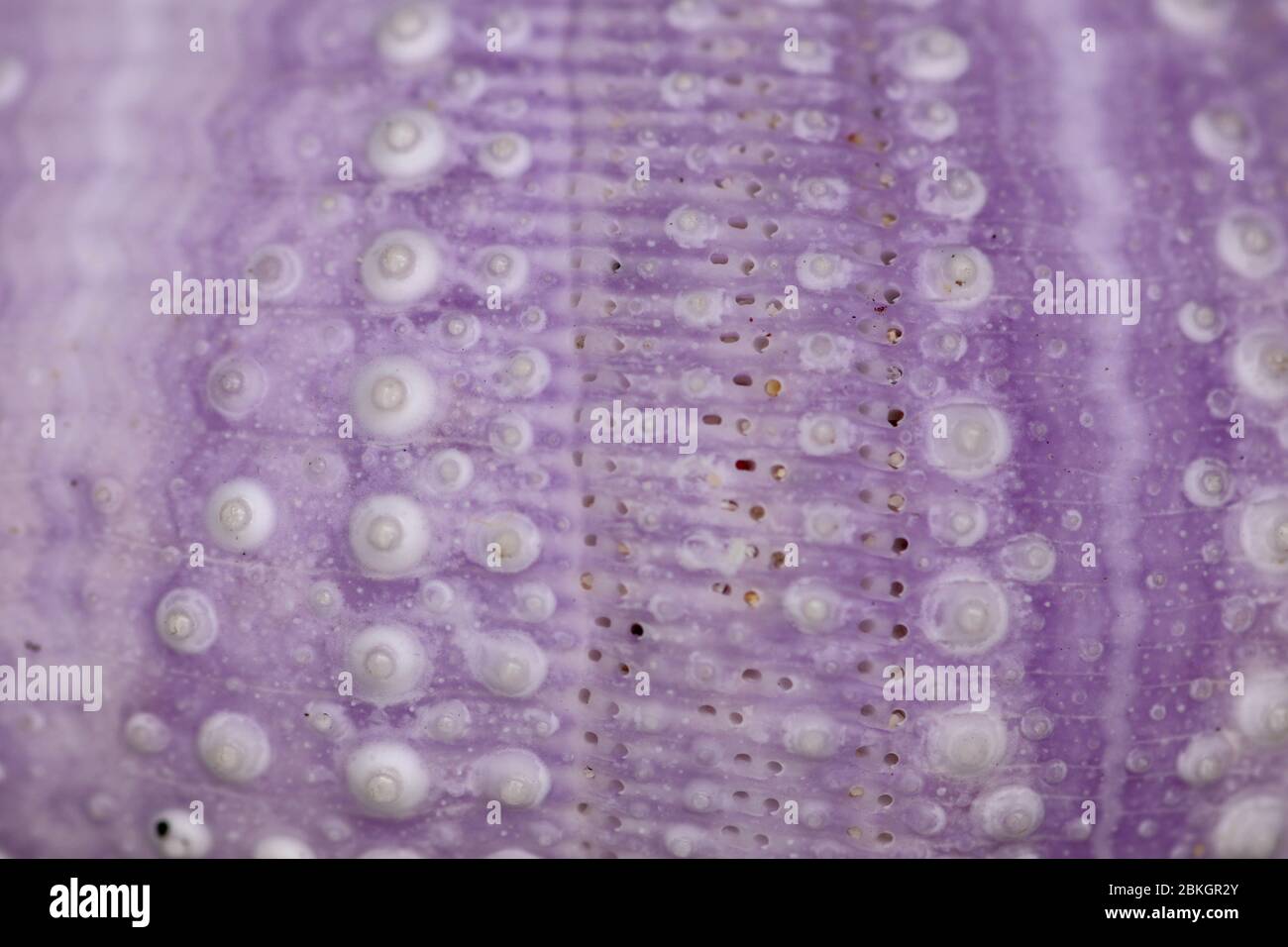Lila seeigel skelett -Fotos und -Bildmaterial in hoher Auflösung – Alamy Lila seeigel skelett -Fotos und -Bildmaterial in hoher Auflösung – Alamy