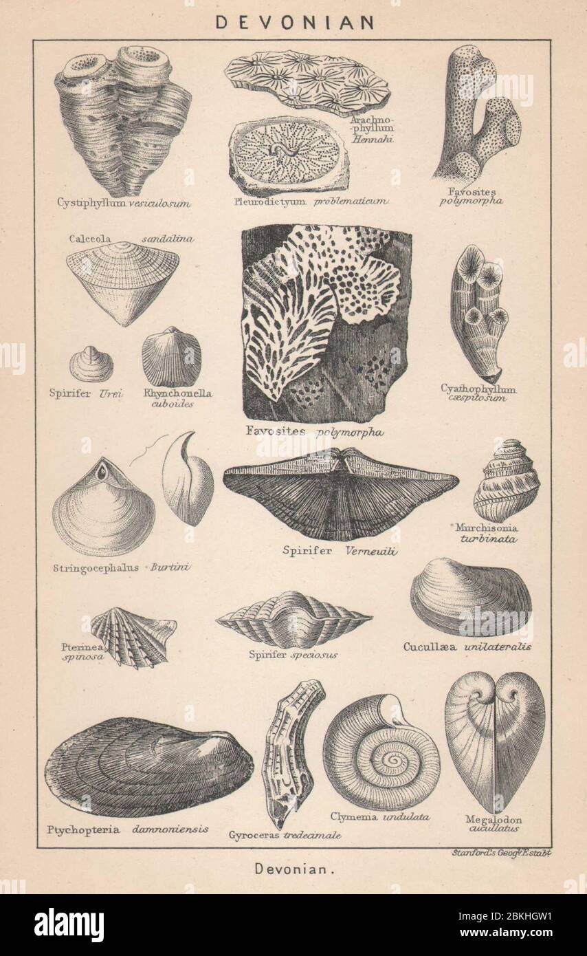 Devonische fossilien -Fotos und -Bildmaterial in hoher Auflösung – Alamy