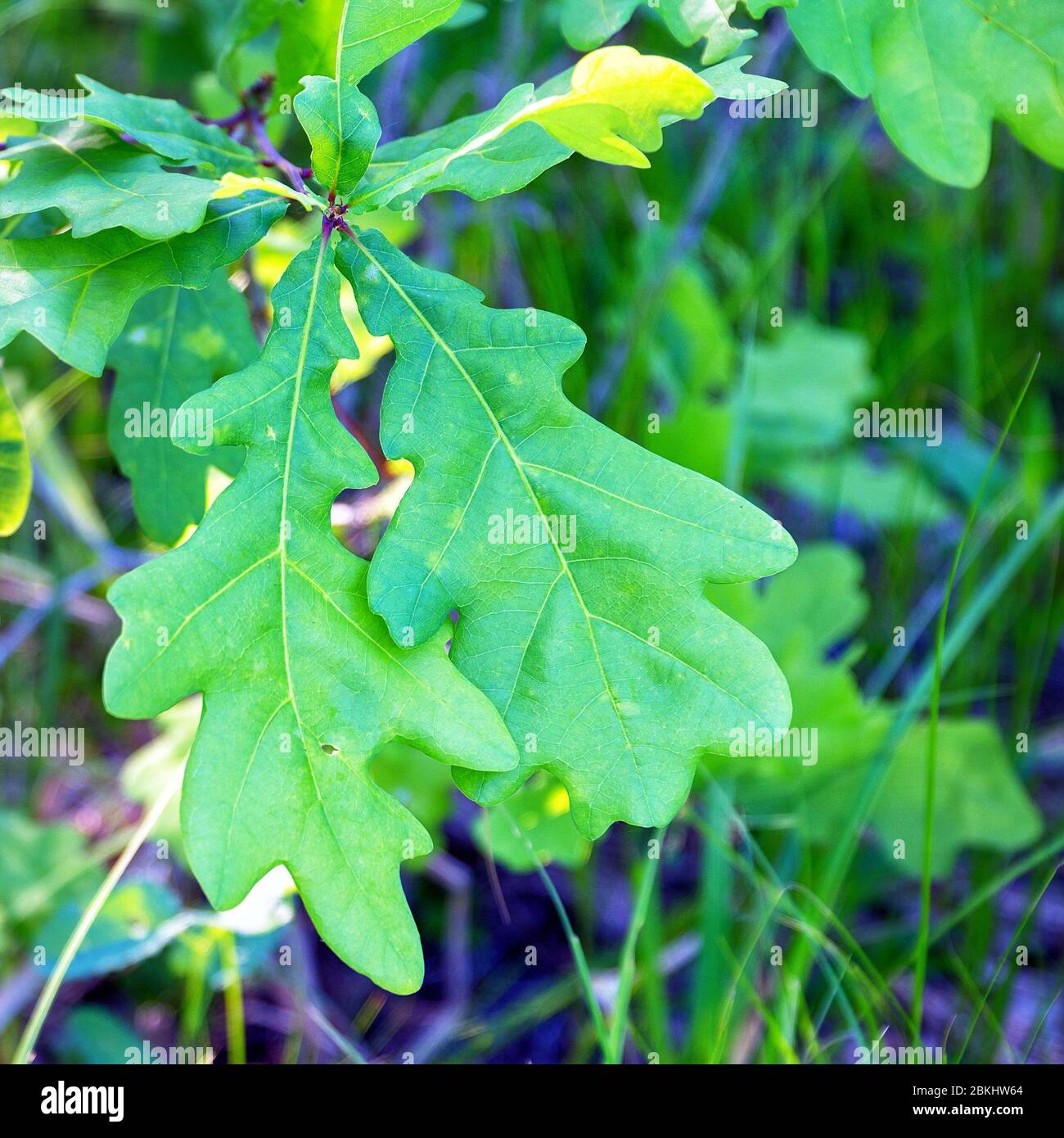 Drei Eichenblätter Stockfotos und -bilder Kaufen - Alamy