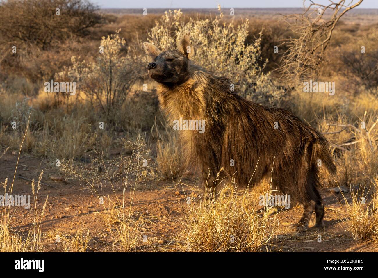 Namibia, Privatreservat, Braunhyäne oder Strandwolf (Parahyena brunnea ...