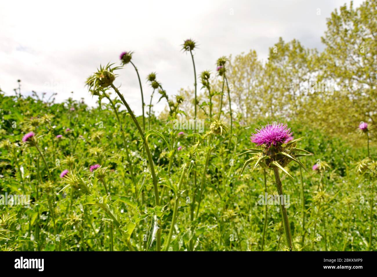 Lila milchdisteln -Fotos und -Bildmaterial in hoher Auflösung – Alamy