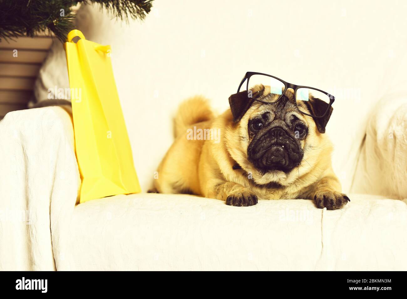 Mops Hund mit hellbraunem Fell und schwarzer Schnauze trägt Brille ...