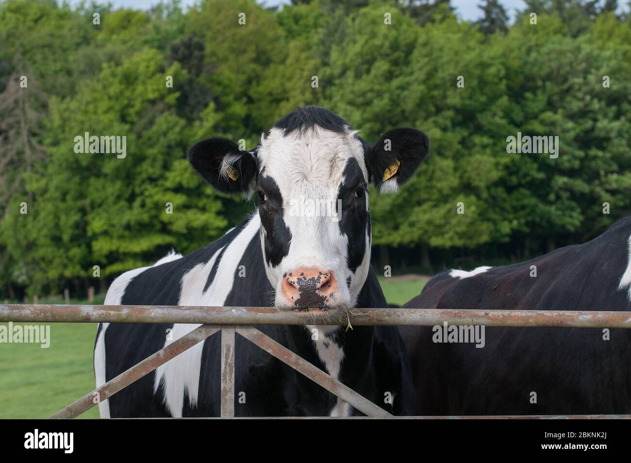 Holstein Friesian Cattle Stockfotos und -bilder Kaufen - Alamy
