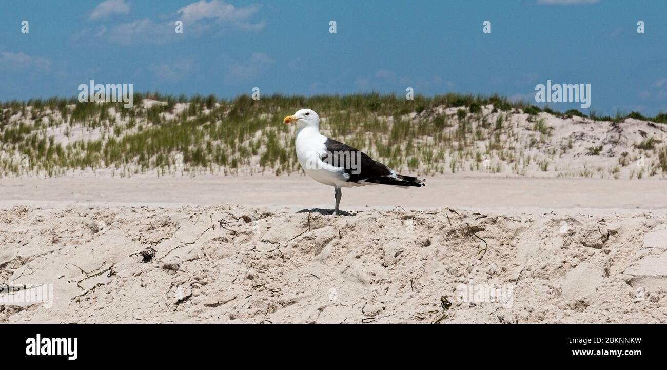 Horizontales Bild einer Möwe, die auf dem Sand am Strand mit Dünen und ...