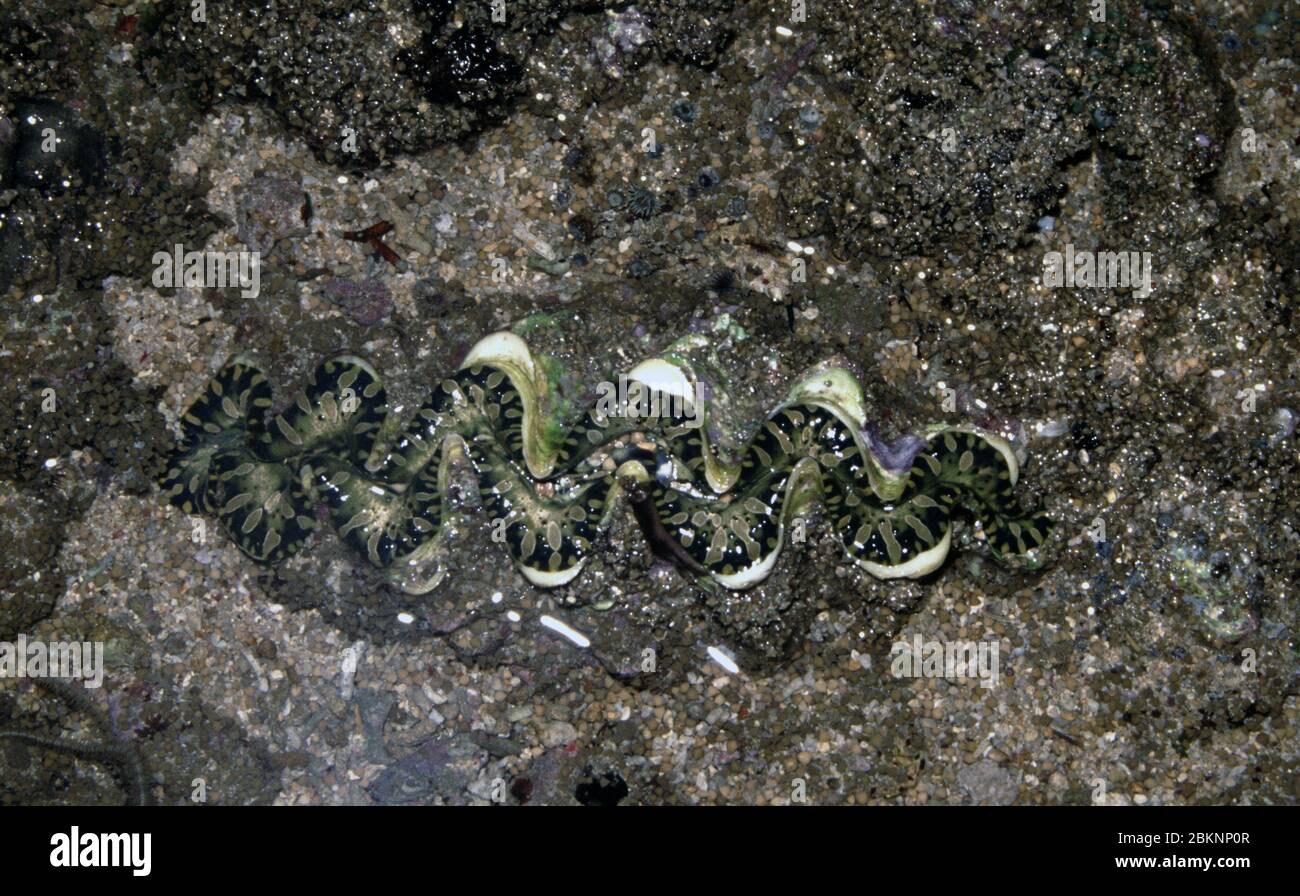 Riesenmuscheln (Tridacna sp.) bei Ebbe (Bali) aus dem Wasser ...