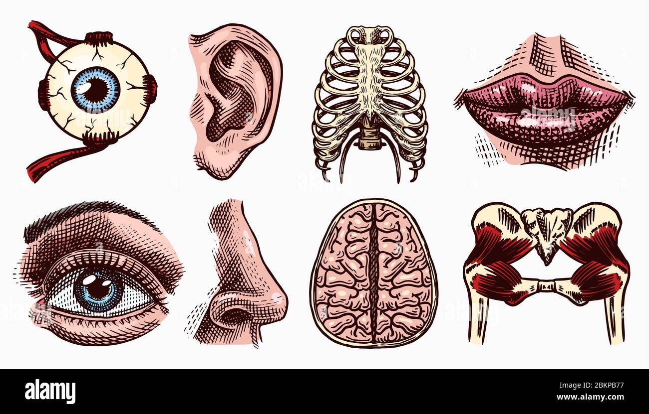 Anatomie der menschlichen Knochen und Muskeln gesetzt. Organsysteme ...