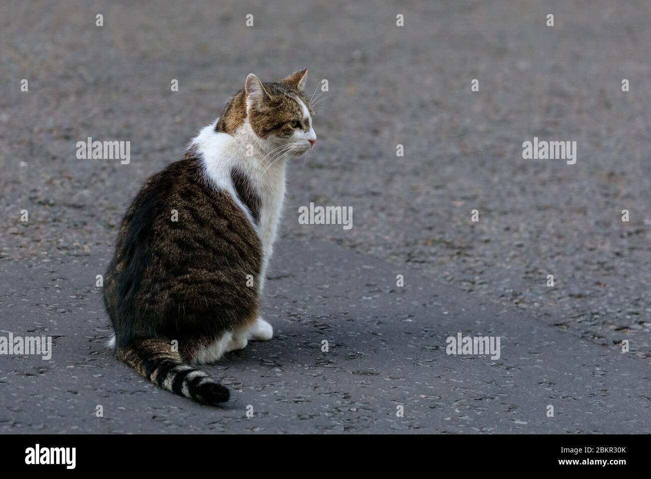 Politische katze -Fotos und -Bildmaterial in hoher Auflösung – Alamy