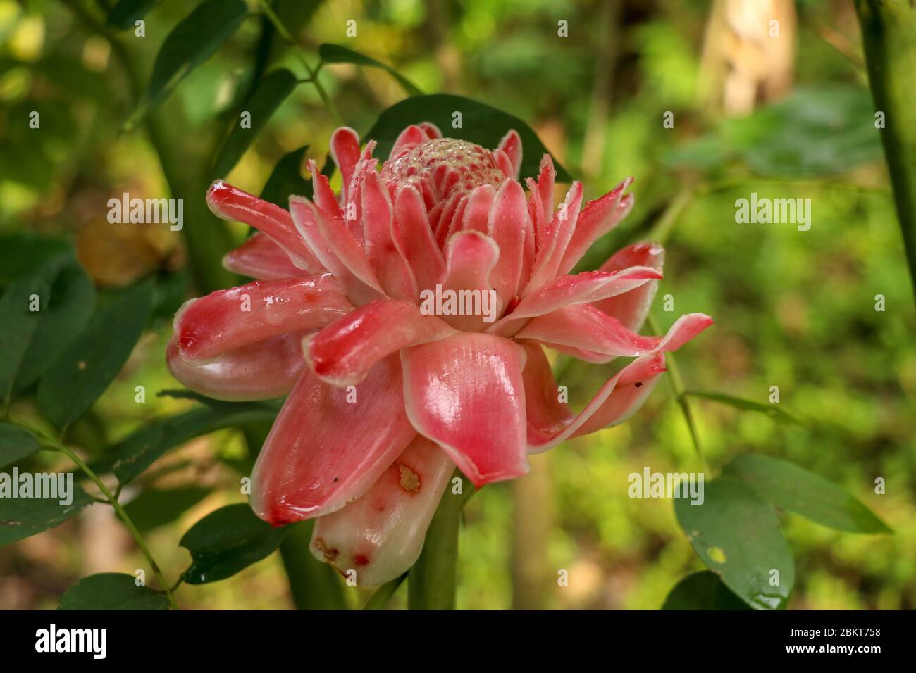 Etlingera elatior ROTE FACKEL INGWERBLUME. Die schöne exotische ...