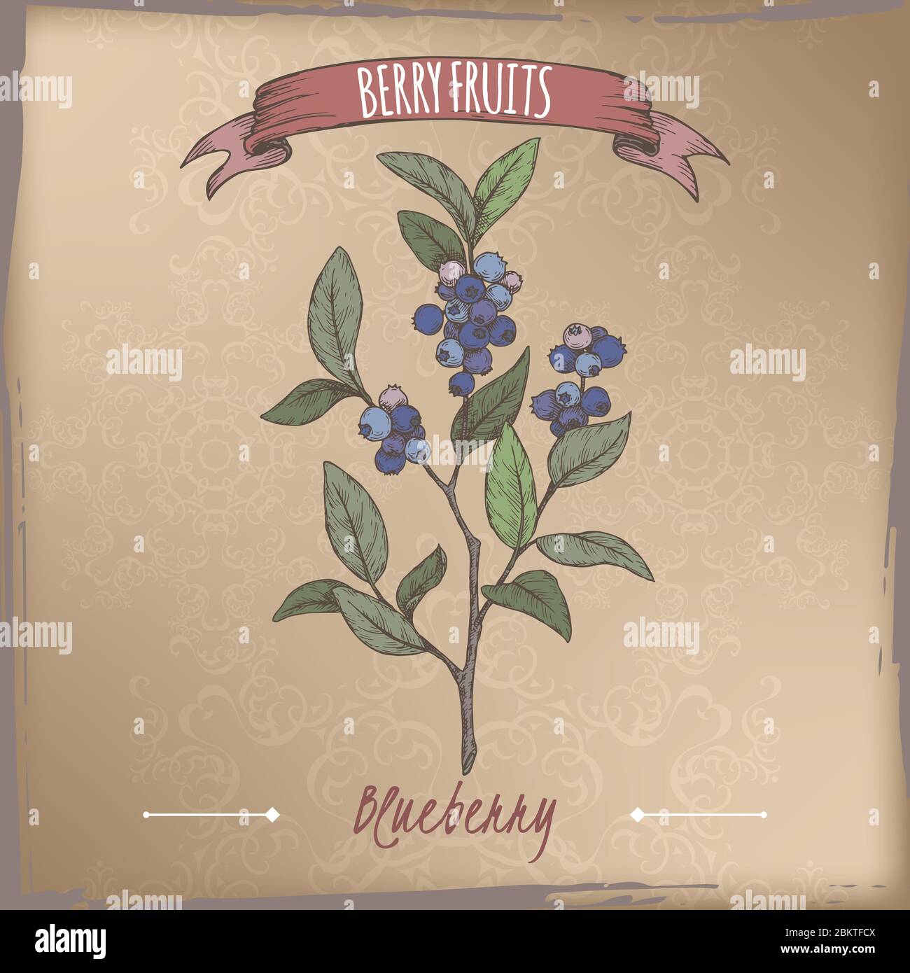 Blueberry aka Vaccinium corymbosum Zweig Farbe Skizze auf Vintage ...