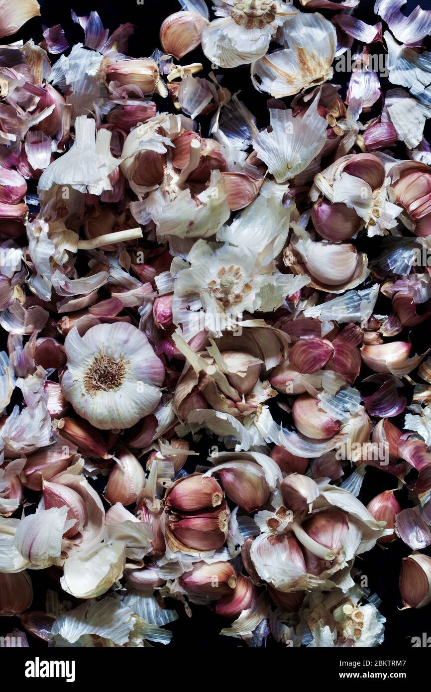 Rundkopf knoblauch -Fotos und -Bildmaterial in hoher Auflösung – Alamy