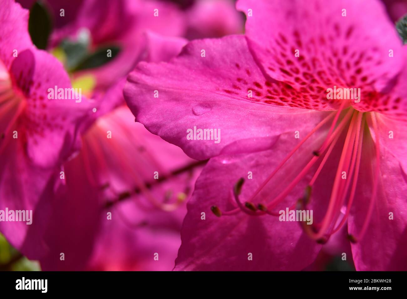 Appalachische azaleen -Fotos und -Bildmaterial in hoher Auflösung – Alamy