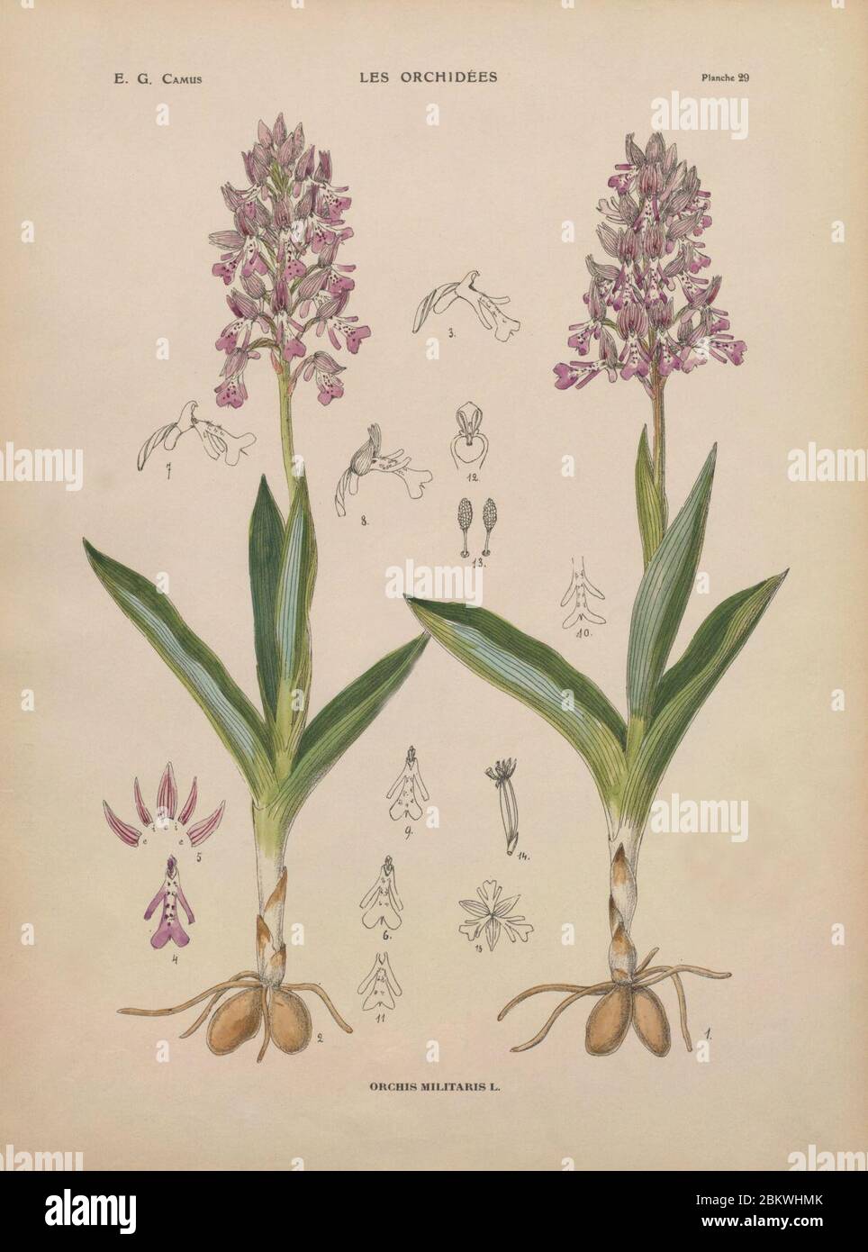 Iconographie des orchidées d'Europe et du Bassin Méditerranéen, Planche ...