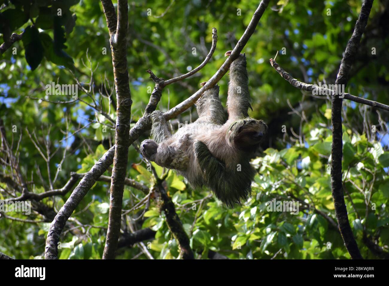 Zweifingerfaultier mit baby -Fotos und -Bildmaterial in hoher Auflösung ...