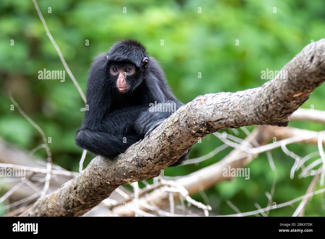 Spider monkey ateles amazonas regenwald -Fotos und -Bildmaterial in ...