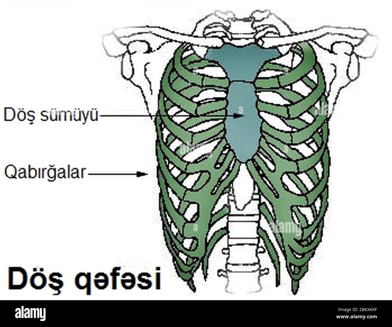 Thoracic cage -Fotos und -Bildmaterial in hoher Auflösung – Alamy