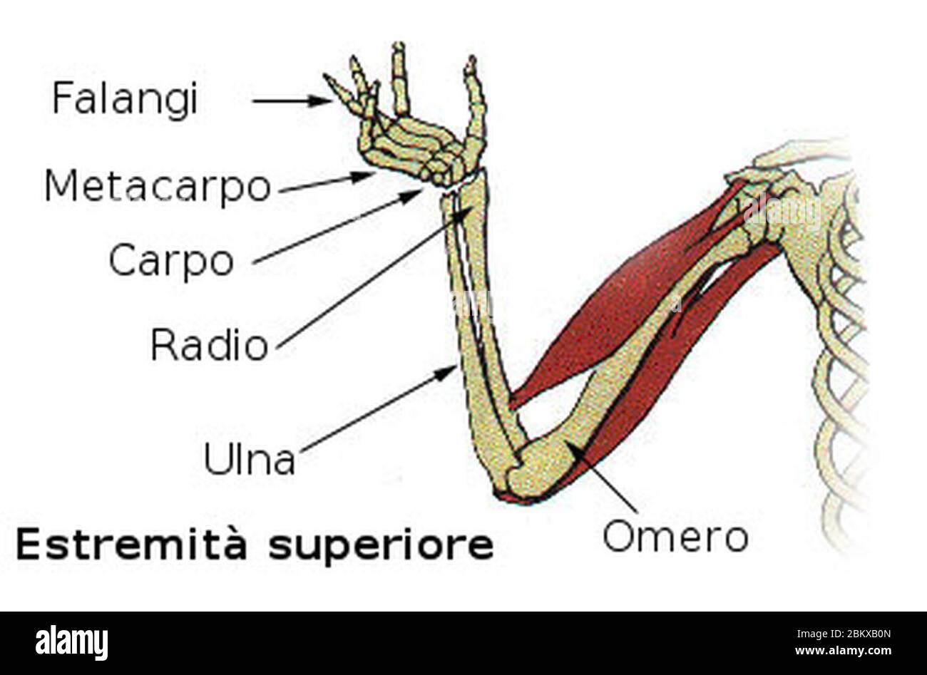 Upper extremity -Fotos und -Bildmaterial in hoher Auflösung – Alamy