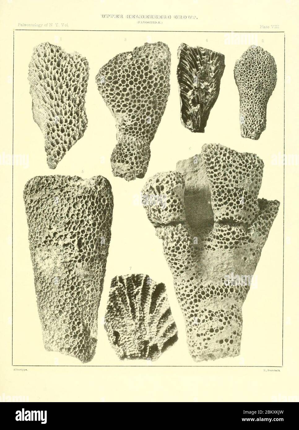 Devonische fossilien -Fotos und -Bildmaterial in hoher Auflösung – Alamy