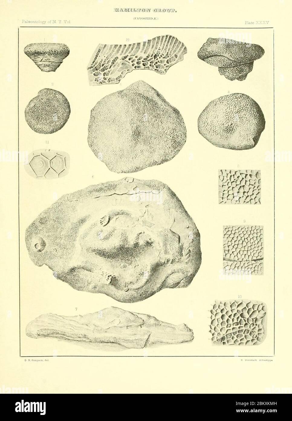 Devonian fossils -Fotos und -Bildmaterial in hoher Auflösung – Alamy