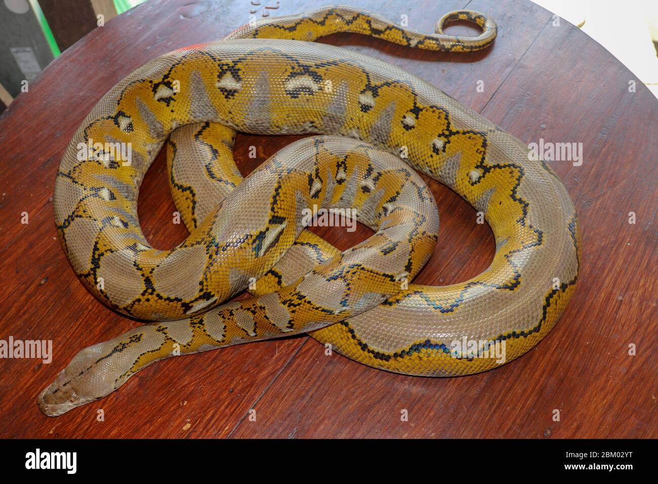 Albino Netzpython : Pythonschlange gelb auf dem Holztisch liegend ...