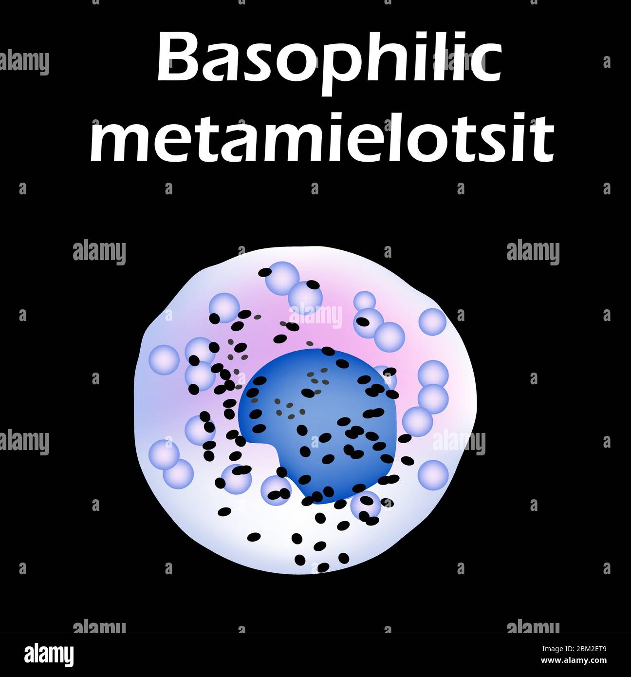 Basophile Struktur. Basophile Blutkörperchen. Weiße Blutzellen ...