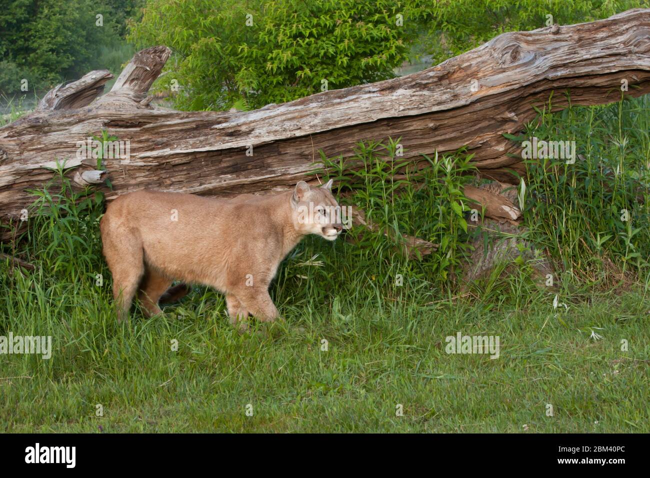 Puma beute -Fotos und -Bildmaterial in hoher Auflösung – Alamy
