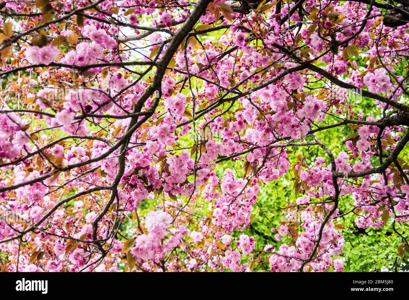 Weite wiese kirsch baum -Fotos und -Bildmaterial in hoher Auflösung – Alamy