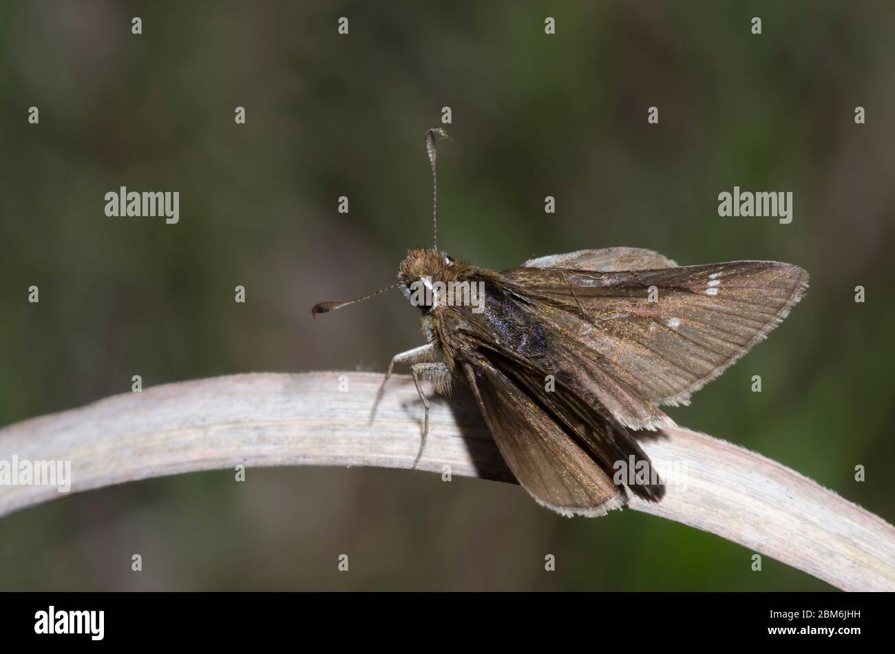 Atrytonopsis hianna -Fotos und -Bildmaterial in hoher Auflösung – Alamy