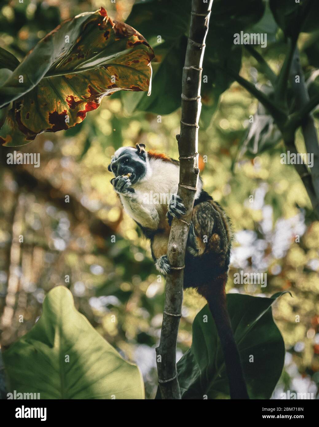 Ein Geoffroy Tamarin Affe, Obst essen und sitzen auf einem Zweig ...