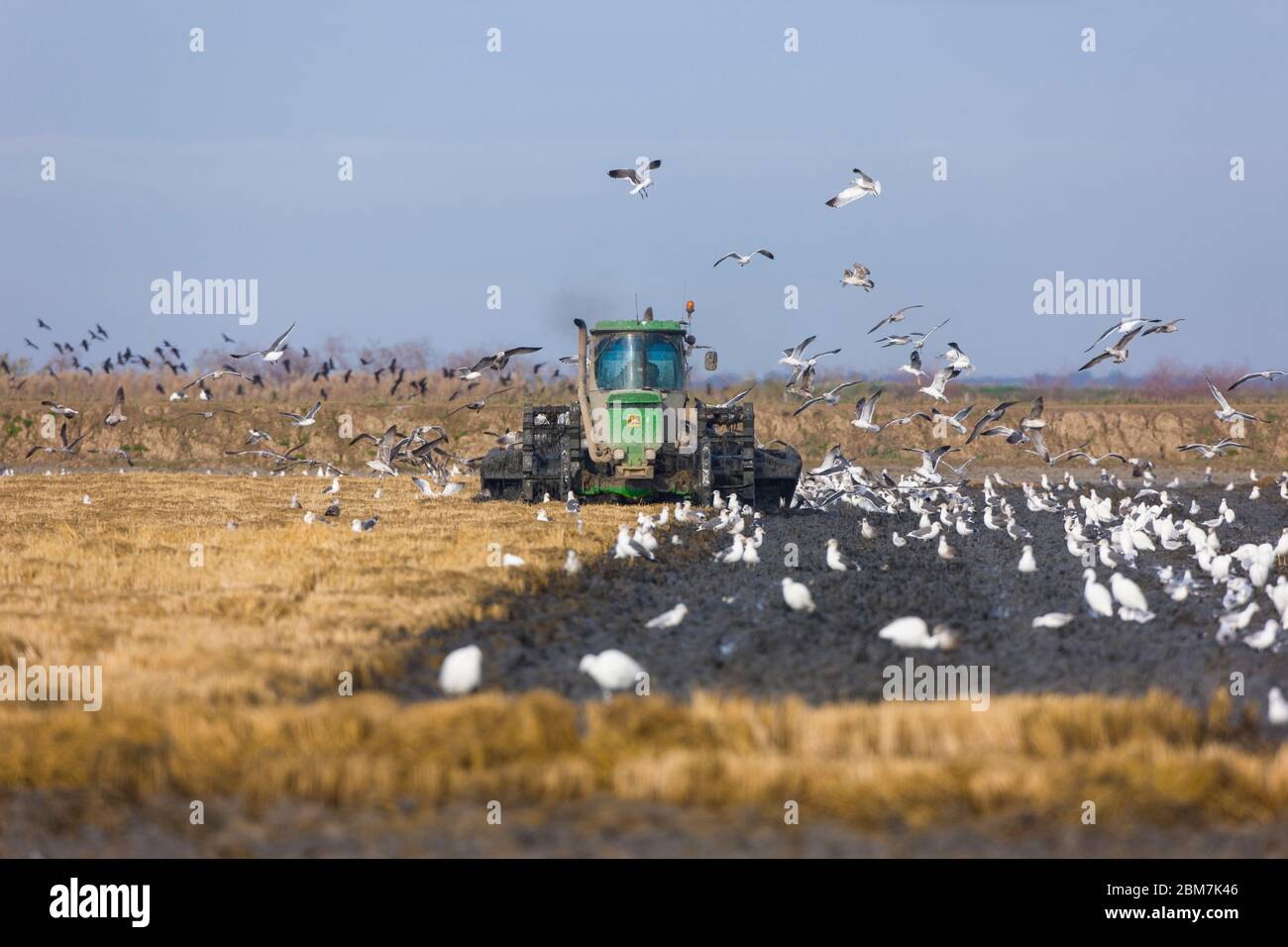 Zubereitung von Reis Feld, Parque Natural de Doñana Nationalpark ...