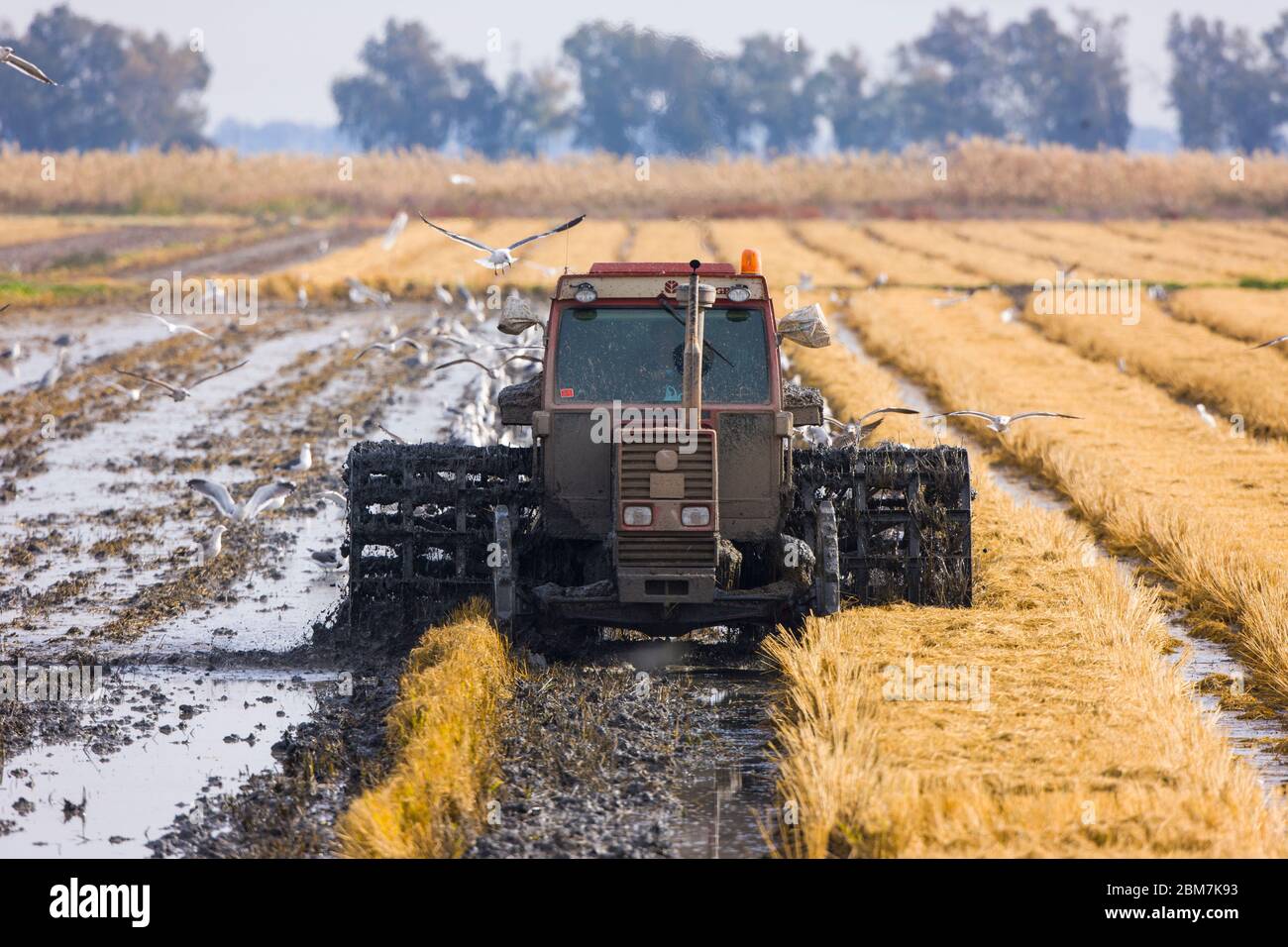 Zubereitung von Reis Feld, Parque Natural de Doñana Nationalpark ...
