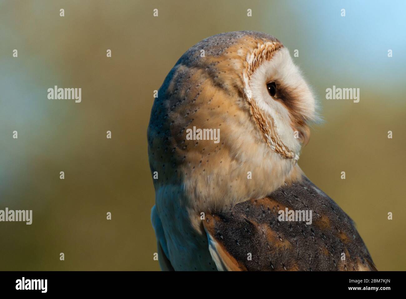 Eule verdreht den kopf -Fotos und -Bildmaterial in hoher Auflösung – Alamy