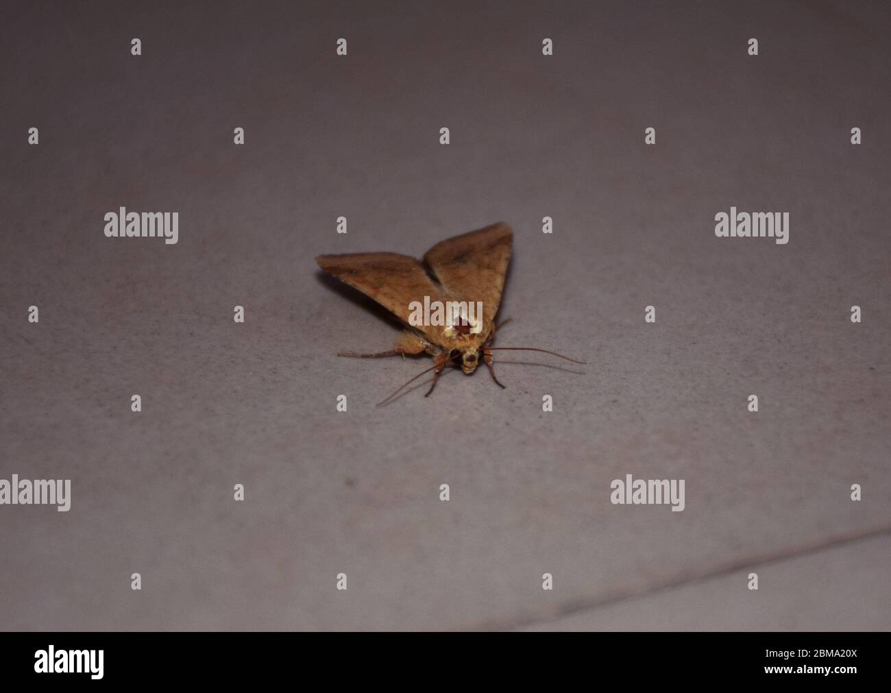 Motte ist ein insekt, das eng mit dem schmetterling verwandt ist -Fotos ...