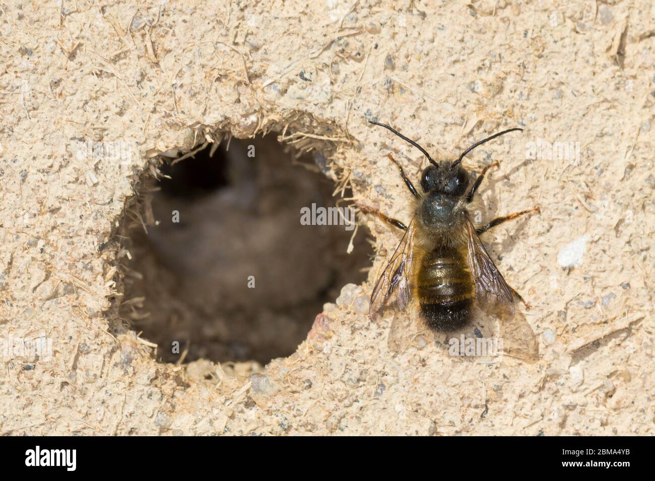 Mauerbiene Nest Entfernen