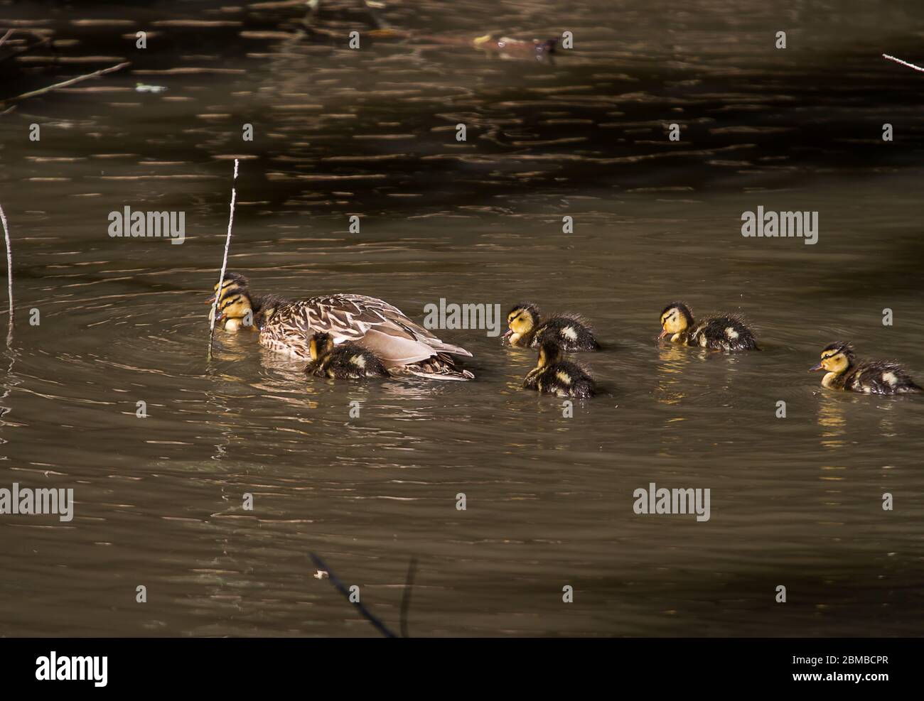 Perfekte mutter tür -Fotos und -Bildmaterial in hoher Auflösung – Alamy