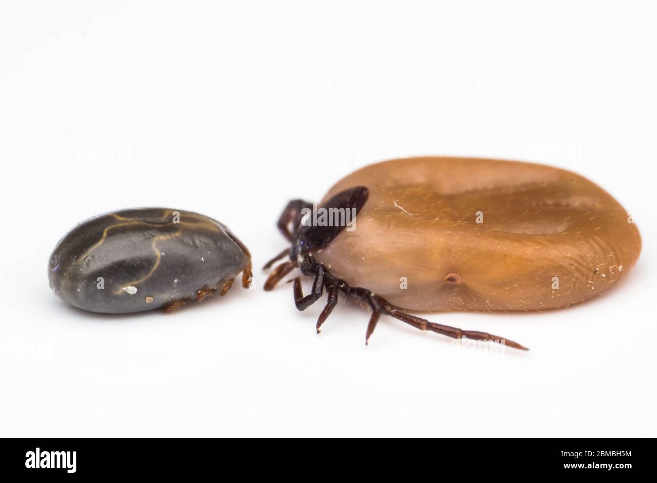 Makrofoto der Zecke auf weißem Hintergrund isoliert Stockfotografie - Alamy
