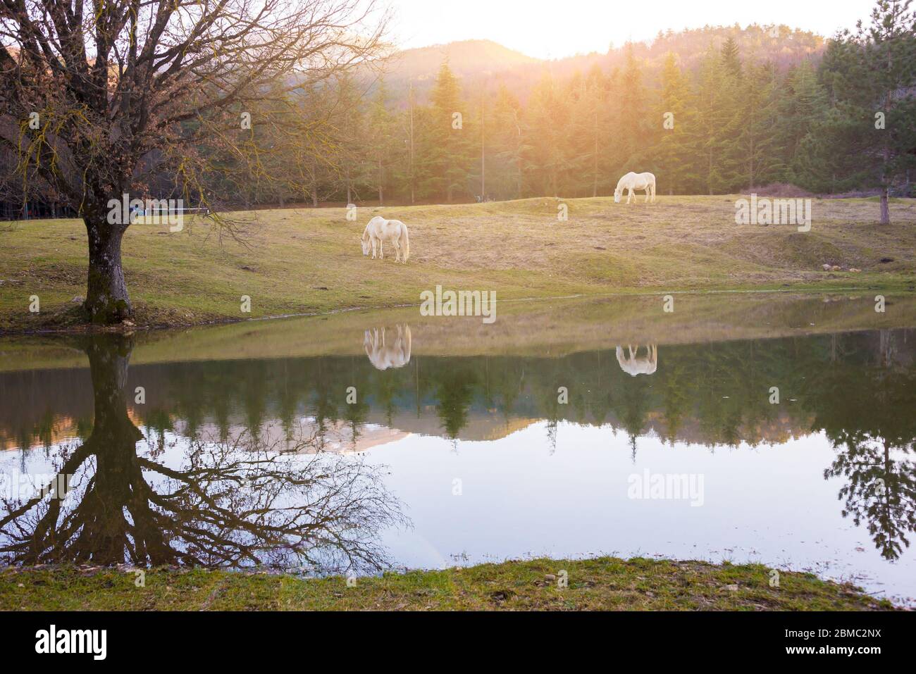 Weiße pferde im wasser(zwei) -Fotos und -Bildmaterial in hoher ...