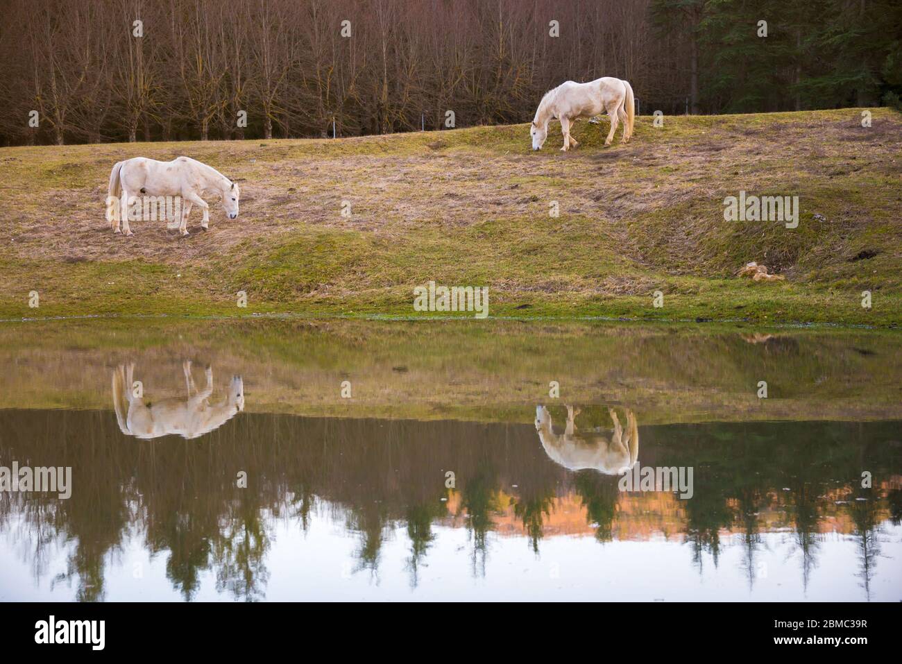Pferd sturz wasser -Fotos und -Bildmaterial in hoher Auflösung – Alamy
