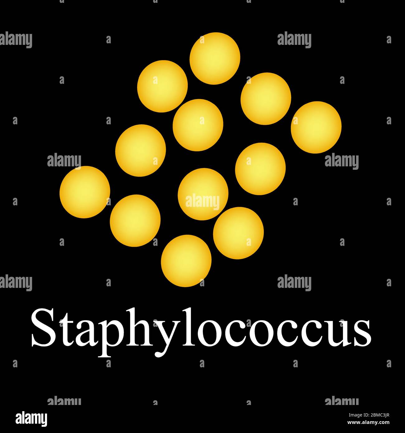 Staphylococcus aureus. Bakterien Staphylokokken. Infografiken ...