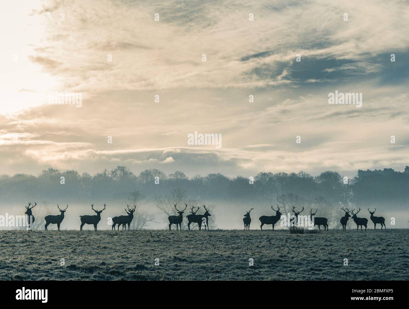 Drei hirschgeweih -Fotos und -Bildmaterial in hoher Auflösung – Alamy