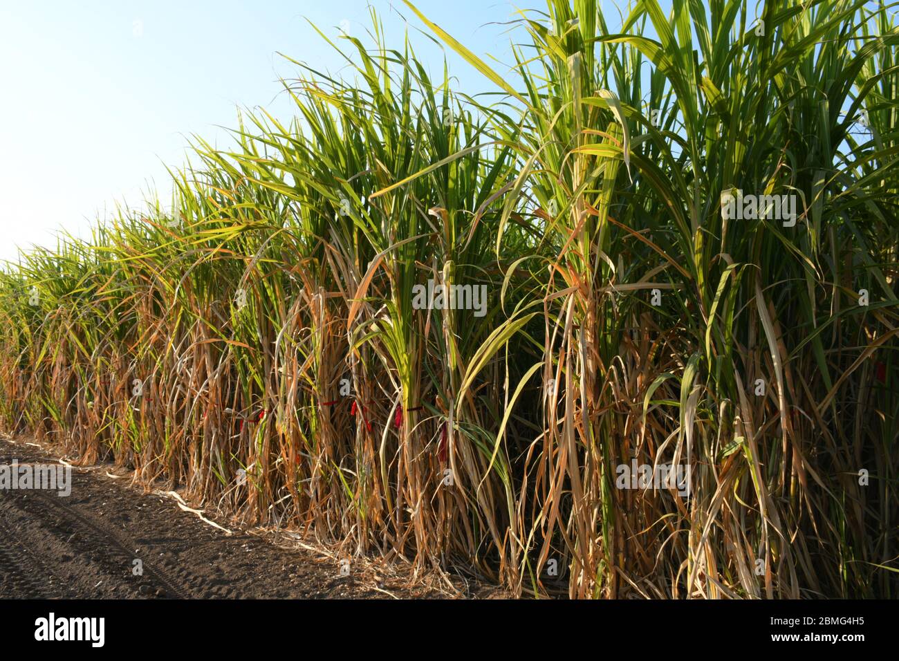 Sugarcane Farm Stockfotos und -bilder Kaufen - Alamy